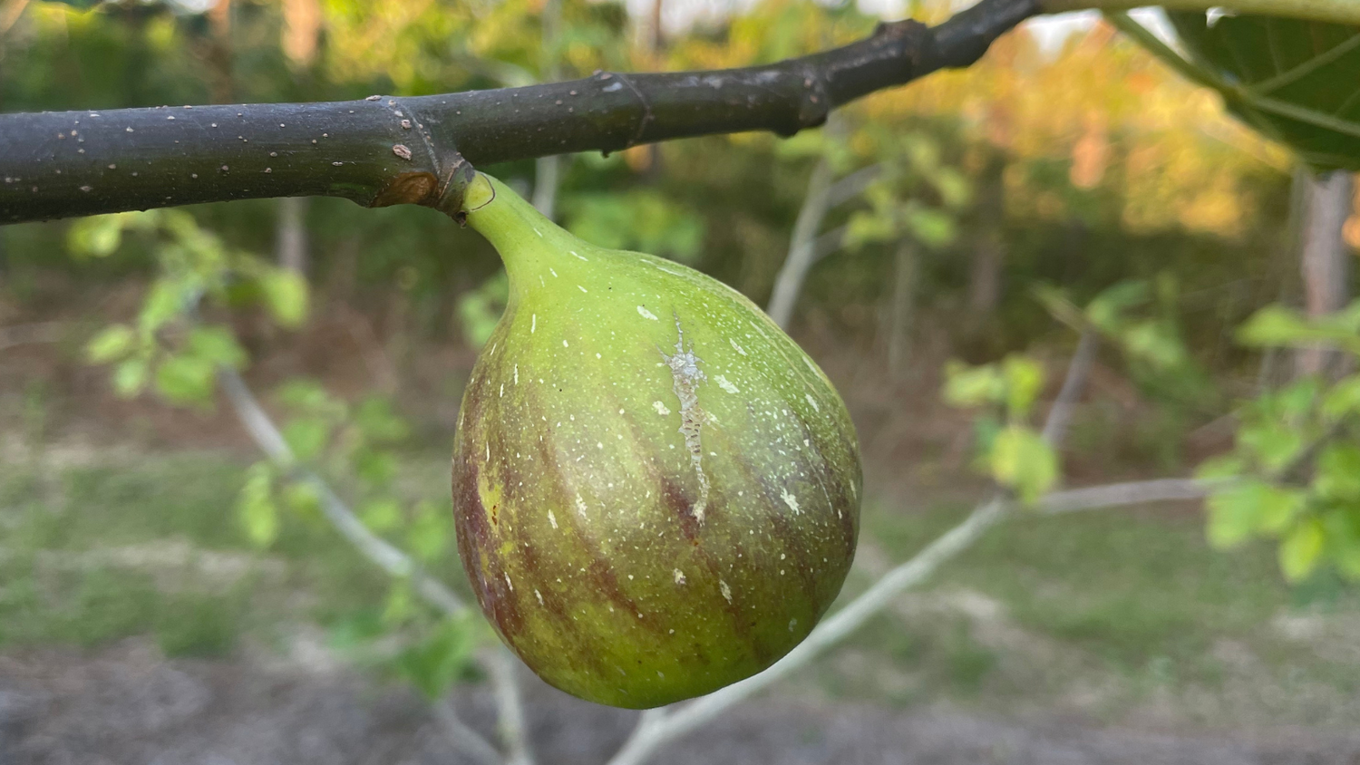 Are Figs Produced on Old Growth or New Growth? | Lazy Dog Farm