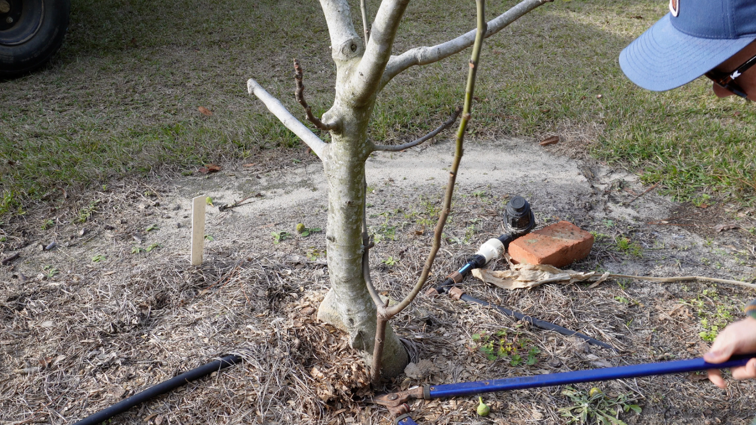 GROWING FIGS | FIG GROWING TIPS AND RECOMMENDATIONS | LAZY DOG FARM ...