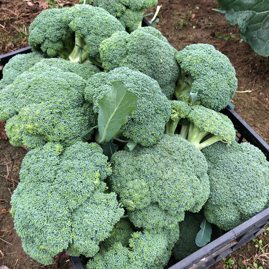 PLANTS AND SEEDS FOR THE BACKYARD GARDEN | LAZY DOG FARM – Lazy Dog Farm