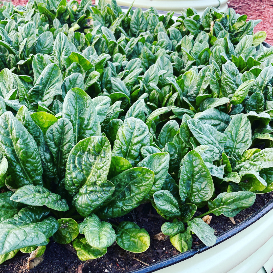 PLANTS AND SEEDS FOR THE BACKYARD GARDEN | LAZY DOG FARM – Lazy Dog Farm