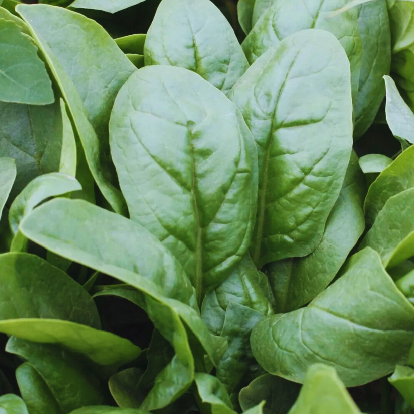 Aztec Spinach Seed | Heat-Tolerant Spinach Variety | Lazy Dog Farm