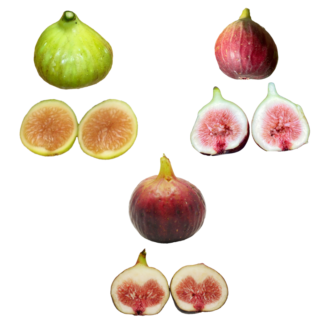 Big Fig Bundle | 3 Varieties That Make Massive Figs | Lazy Dog Farm