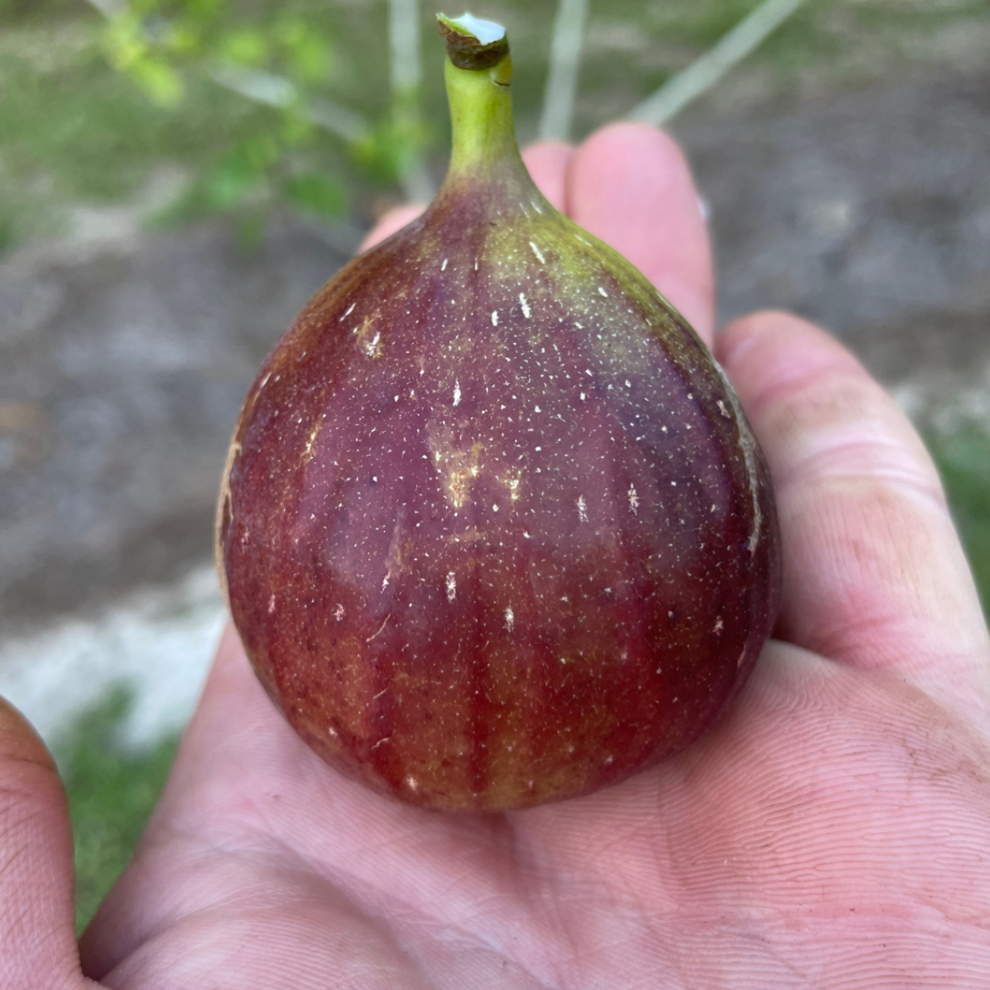 Big Fig Bundle | 3 Varieties That Make Massive Figs | Lazy Dog Farm