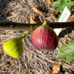 Big Fig Bundle | 3 Varieties That Make Massive Figs | Lazy Dog Farm