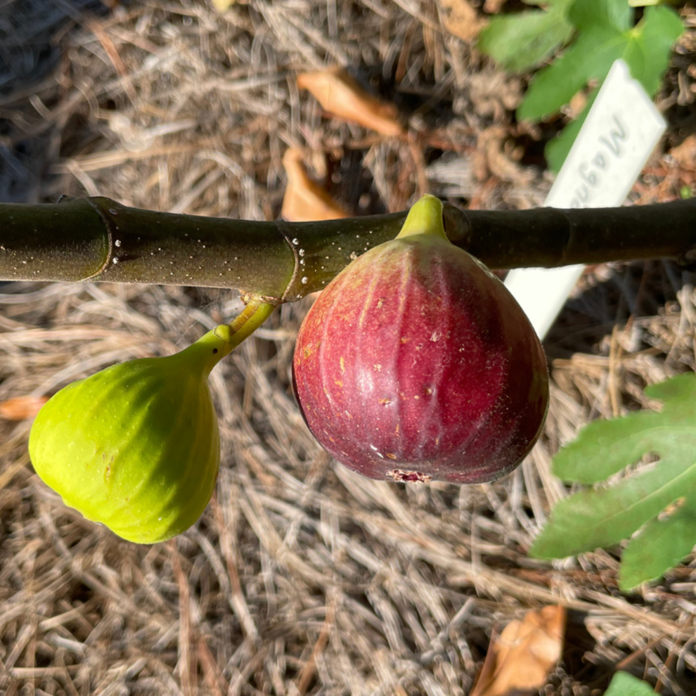 Big Fig Bundle | 3 Varieties That Make Massive Figs | Lazy Dog Farm