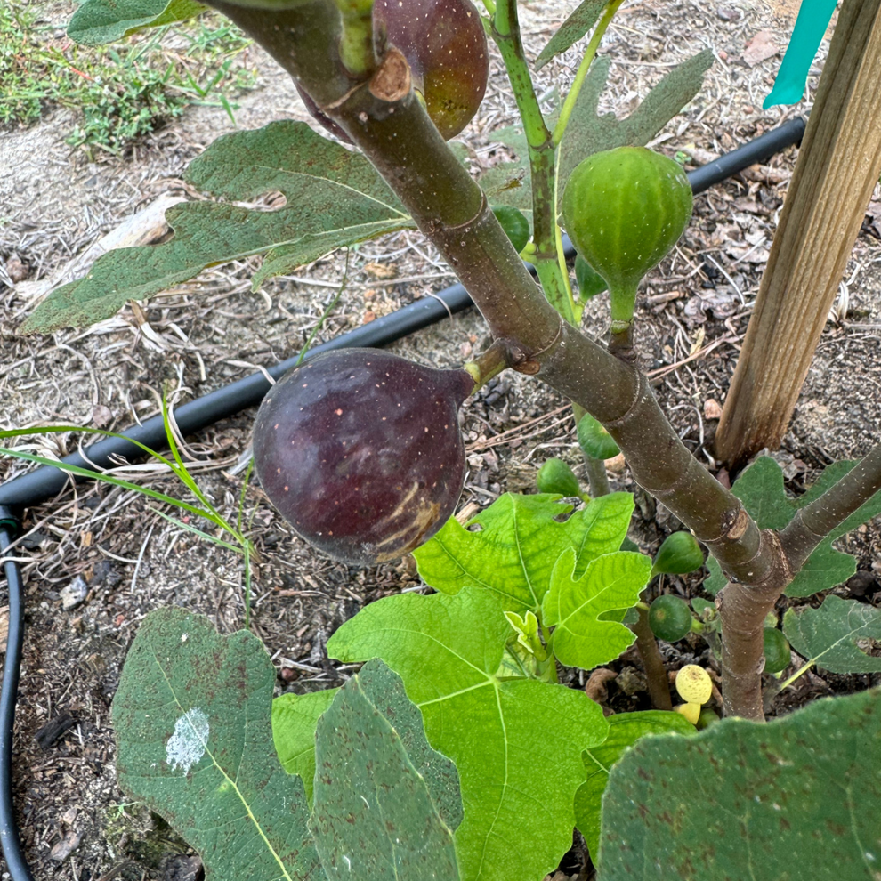 Black Bethlehem Fig Tree | Cold Hardy Berry Fig Tree | Lazy Dog Farm