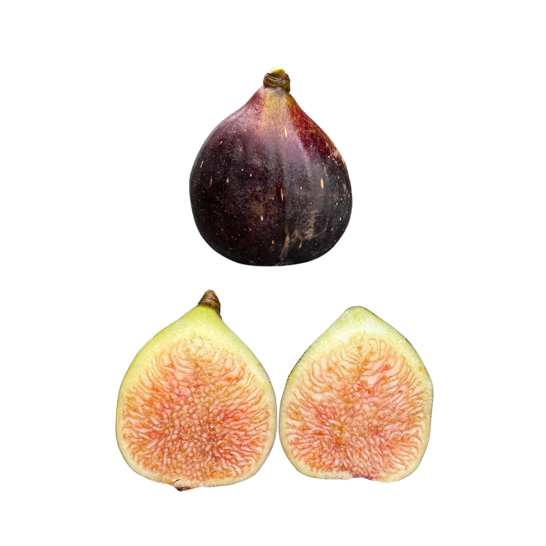 Black Mission Fig Tree | Large, Berry-Flavored Figs | Lazy Dog Farm