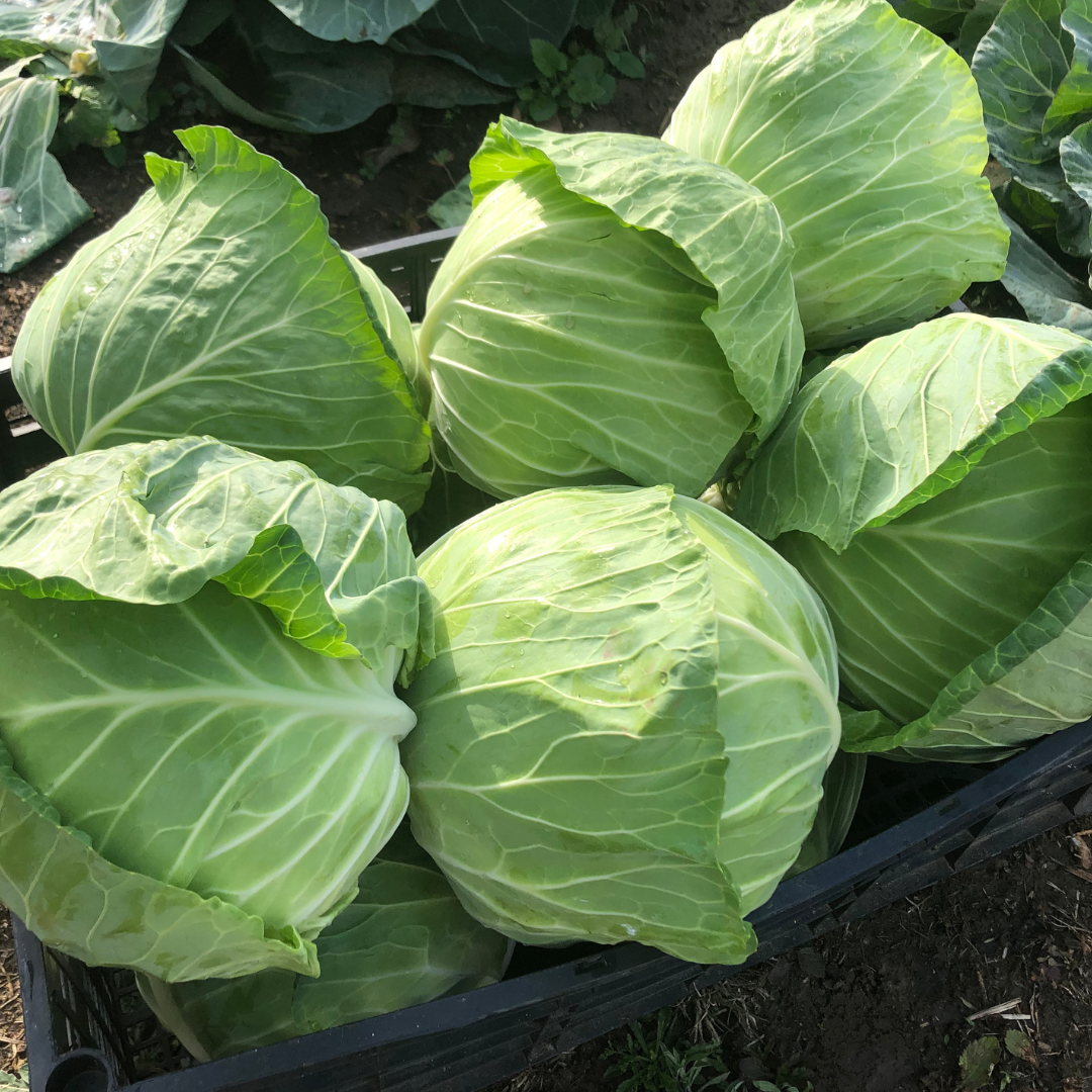 Braveheart Cabbage Seed | Dense, Well-formed Heads | Lazy Dog Farm