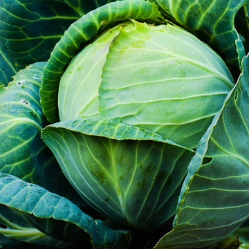 Cabbage Seeds | Grow Your Own Delicious Cabbage | Lazy Dog Farm
