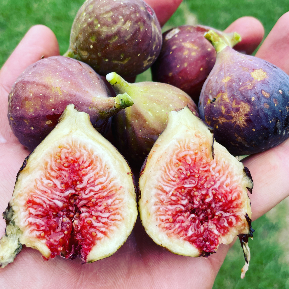 LAZY DOG FARM | FIG TREES FOR YOUR BACKYARD | CHOOSE FROM MANY FLAVORS ...