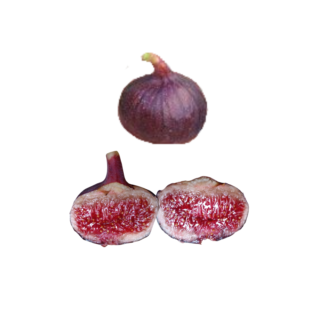 Cherry Cordial Fig Tree | Amazing Cherry-Flavored Figs | Lazy Dog Farm