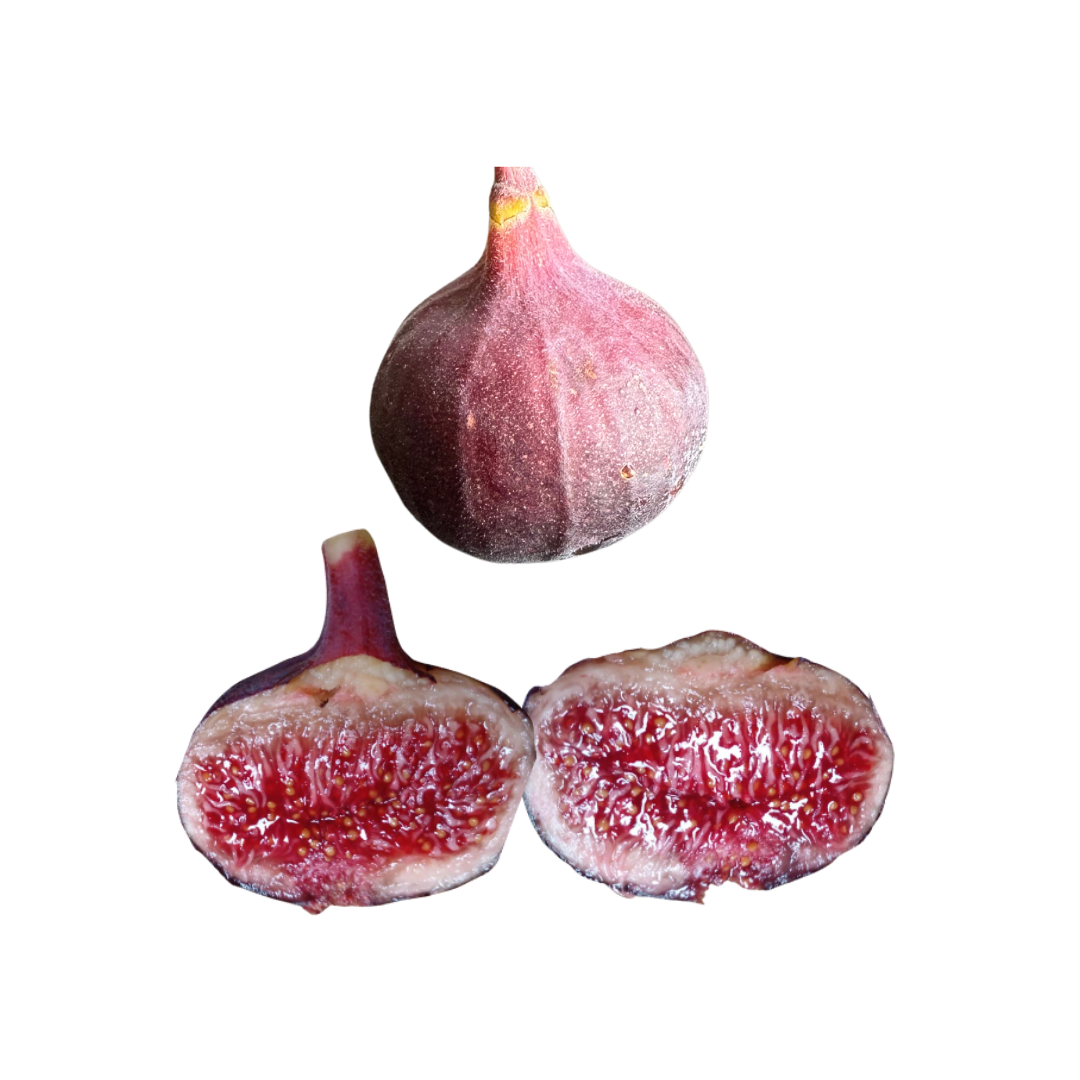 Cherry Cordial Fig Tree | Amazing Cherry-Flavored Figs | Lazy Dog Farm