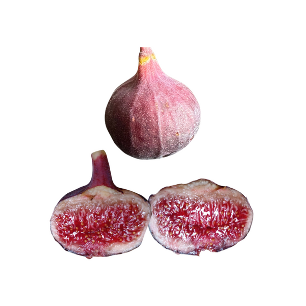 Cherry Cordial Fig Tree | Amazing Cherry-Flavored Figs | Lazy Dog Farm