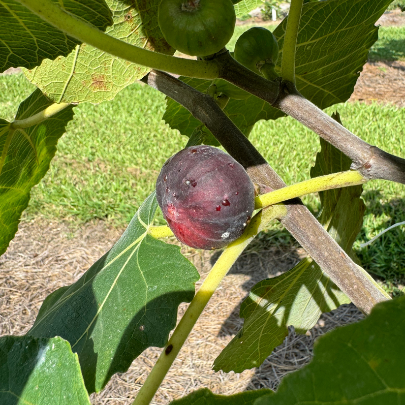 Cherry Cordial Fig Tree | Amazing Cherry-Flavored Figs | Lazy Dog Farm