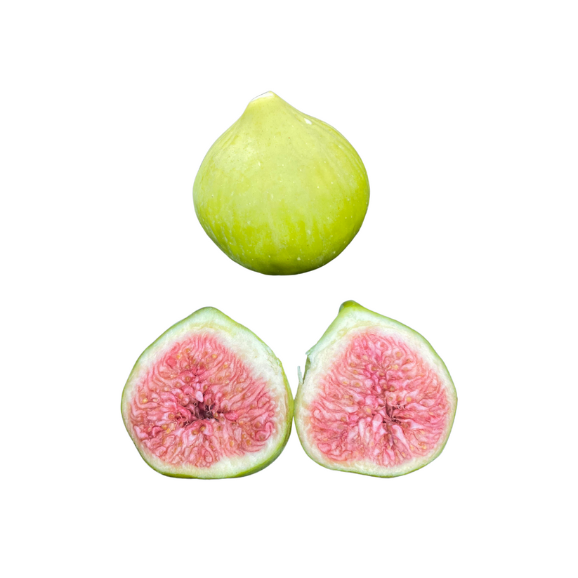 Conadria Fig Tree | Delicious, Berry-Flavored Figs | Lazy Dog Farm
