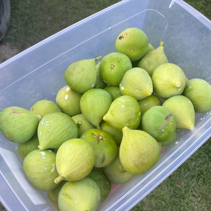 Conadria Fig Tree | Delicious, Berry-Flavored Figs | Lazy Dog Farm