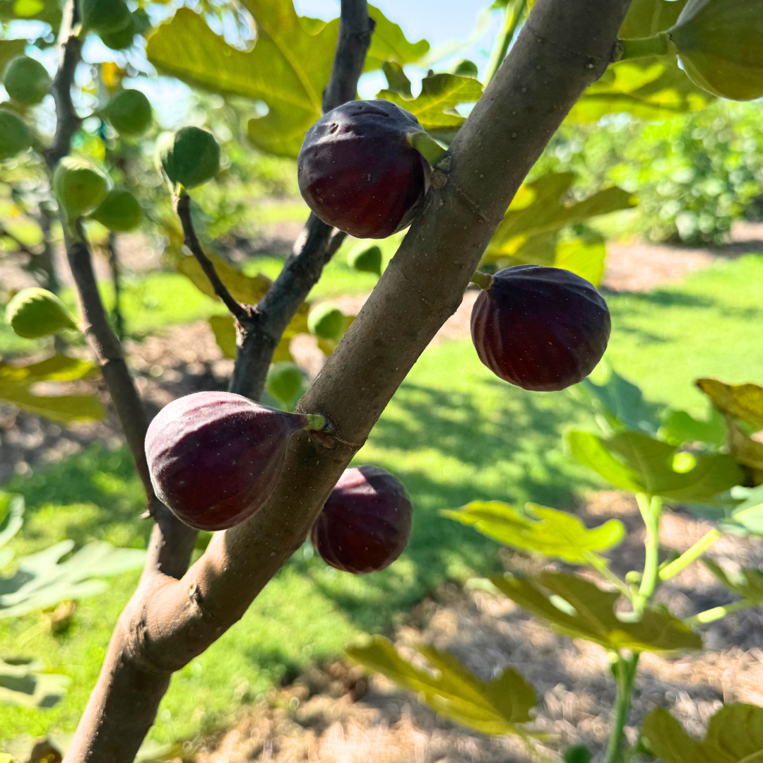 Dark Portuguese Fig Tree | Cold-Hardy, Berry Fig | Lazy Dog Farm