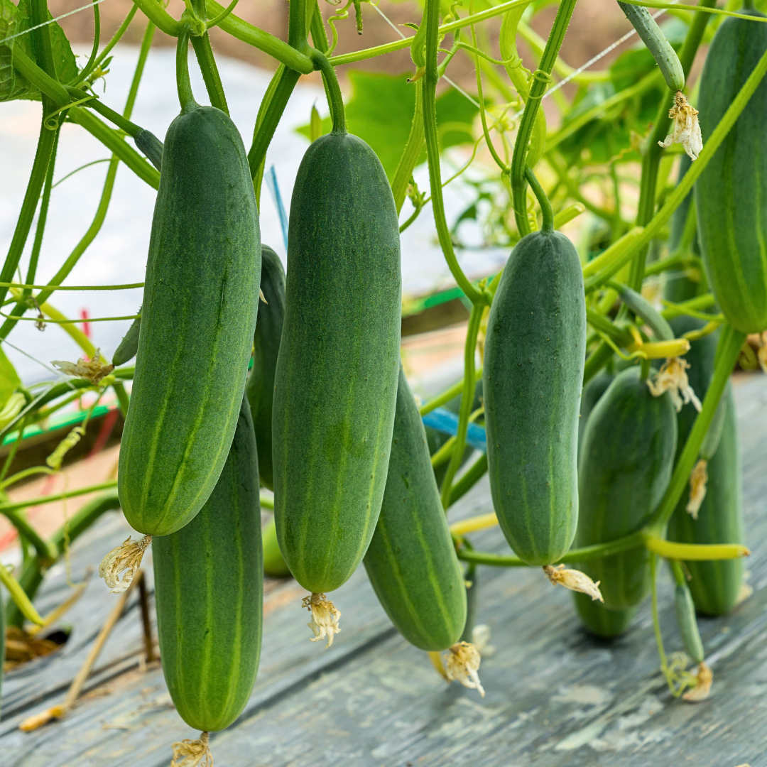 Cucumber Seeds | Slicing and Pickling Cucumbers | Lazy Dog Farm