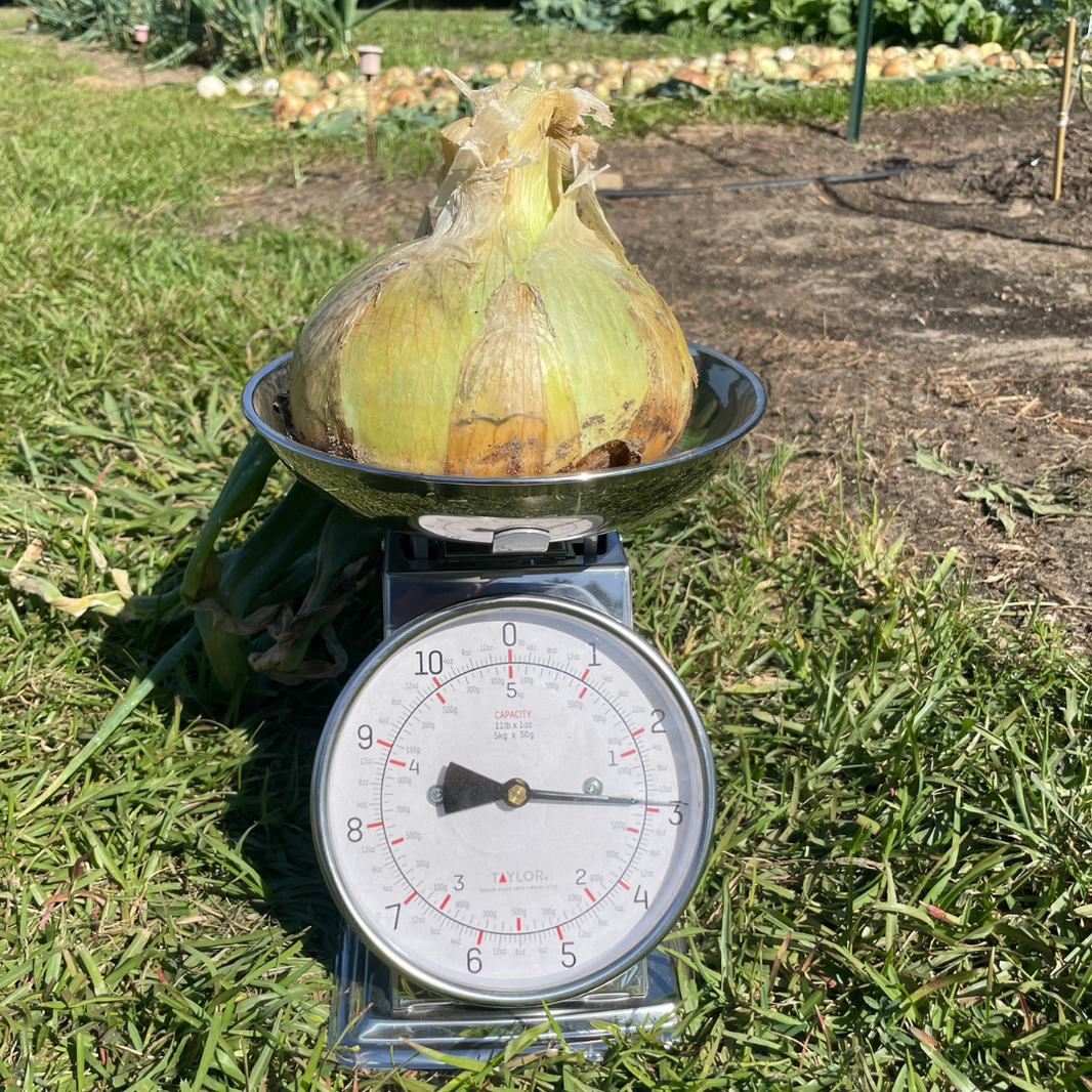 Onion Seeds | Grow Your Own Big, Sweet Onions | Lazy Dog Farm