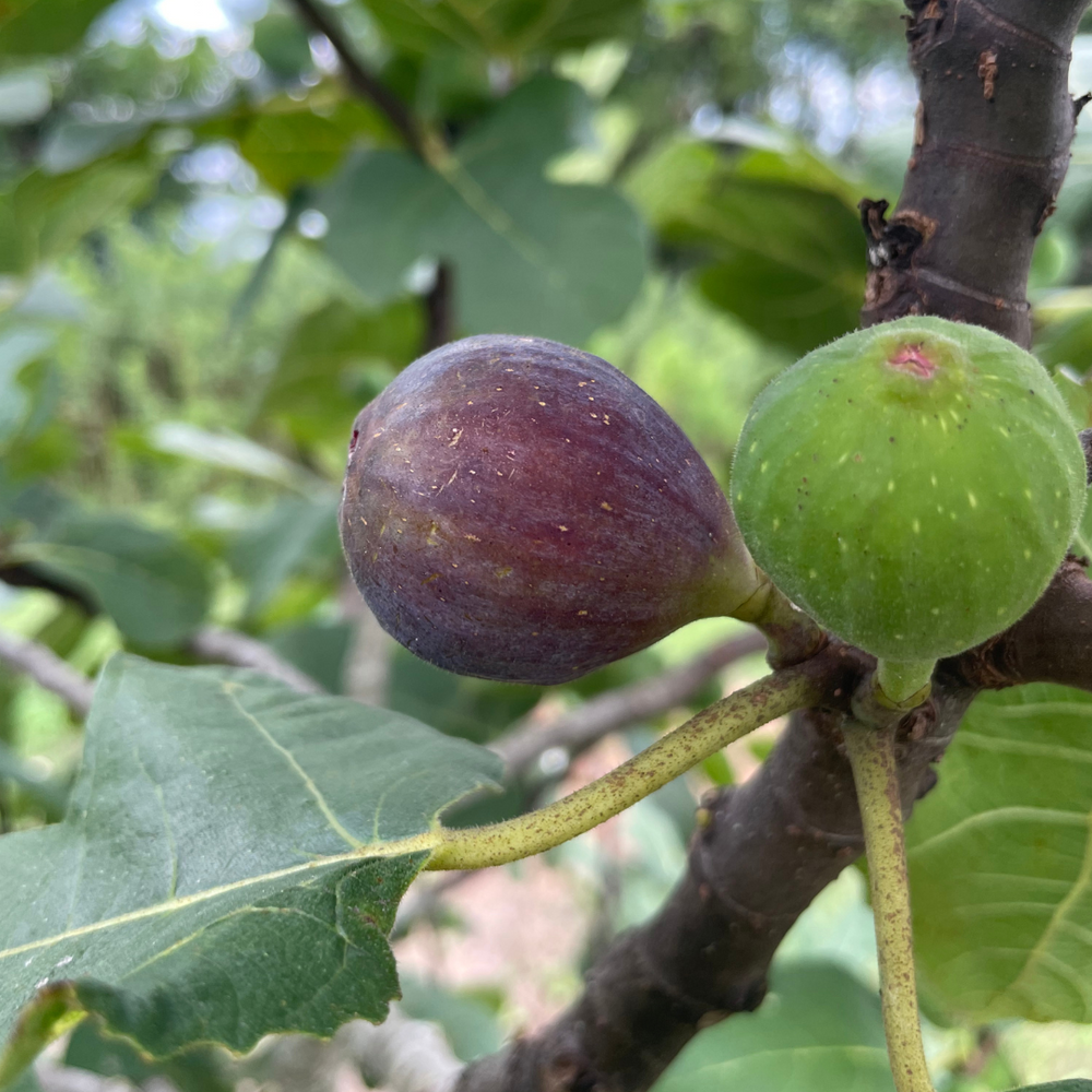 Fig Growing Resources | Tips for Growing Fig Trees | Lazy Dog Farm