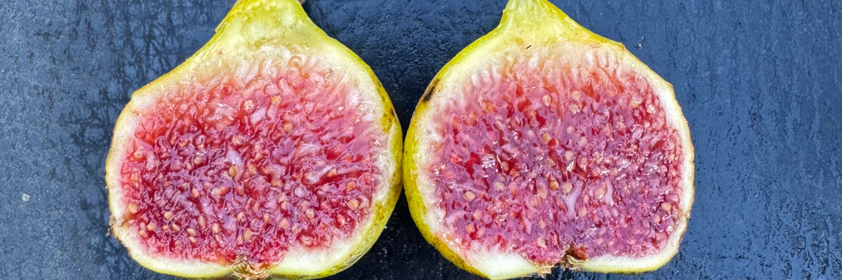 Frequently Asked Questions About Our Fig Trees | Lazy Dog Farm