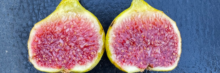 Frequently Asked Questions About Our Fig Trees | Lazy Dog Farm