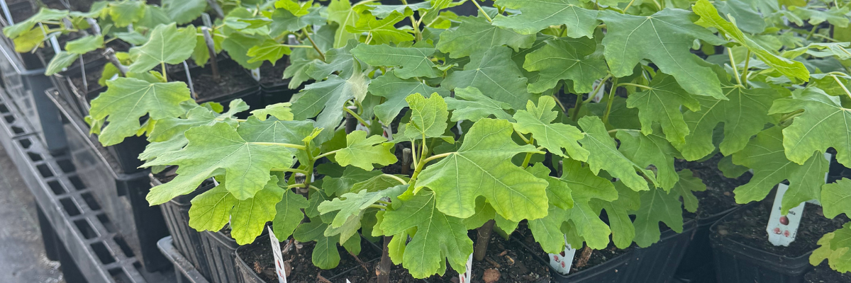Fig Tree Shipping Info | How We Ship Our Fig Trees | Lazy Dog Farm