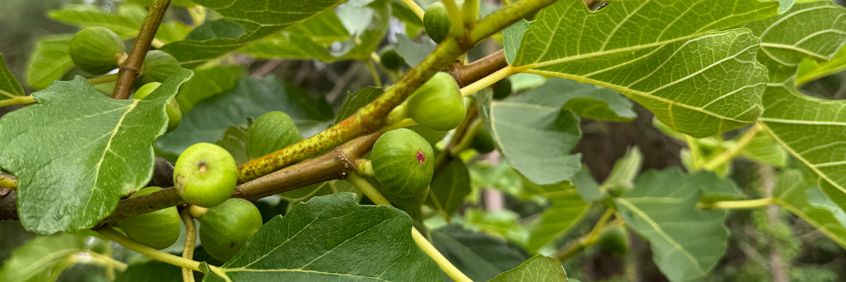 Fig Tree Shipping Info | How We Ship Our Fig Trees | Lazy Dog Farm