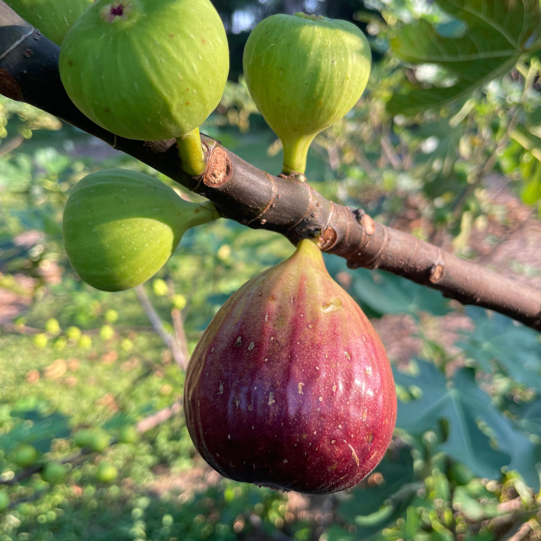 LAZY DOG FARM | FIG TREES FOR YOUR BACKYARD | CHOOSE FROM MANY FLAVORS ...