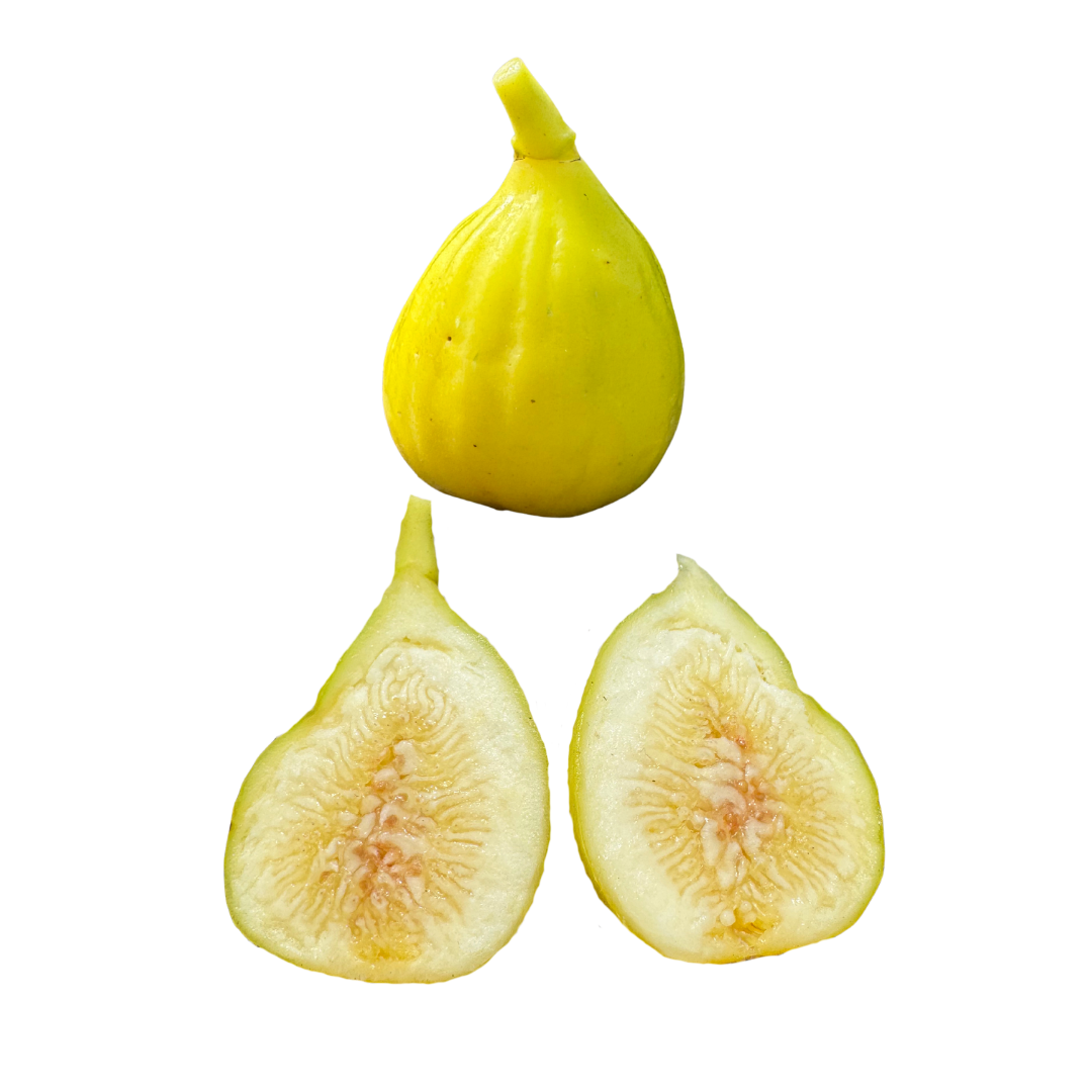 Golden Rainbow Fig Tree | Huge, Juicy Honey Figs | Lazy Dog Farm