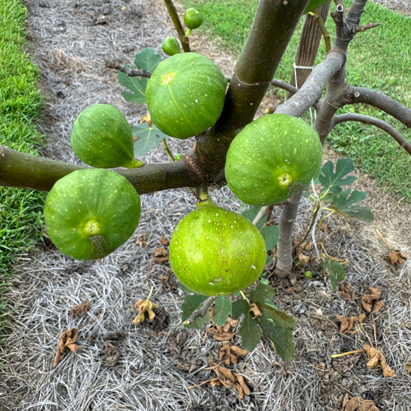 Harry's Crete Fig Tree | Exceptional Greek Figs | Lazy Dog Farm
