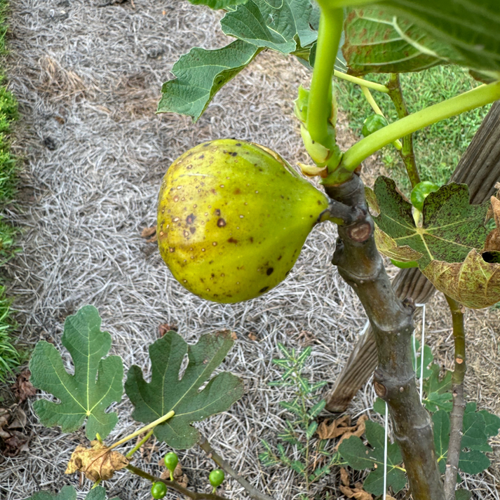Harry's Crete Fig Tree | Exceptional Greek Figs | Lazy Dog Farm
