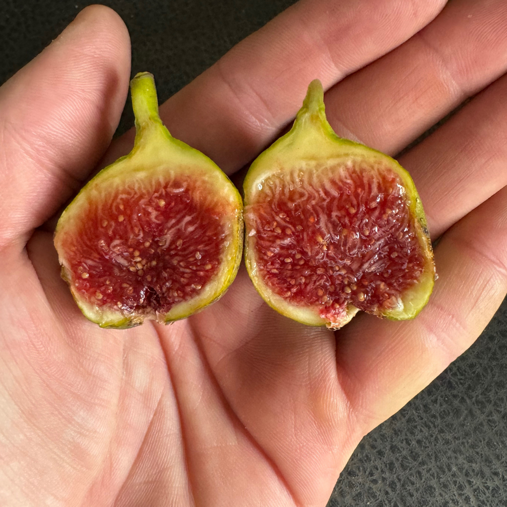 Harry's Crete Fig Tree | Exceptional Greek Figs | Lazy Dog Farm