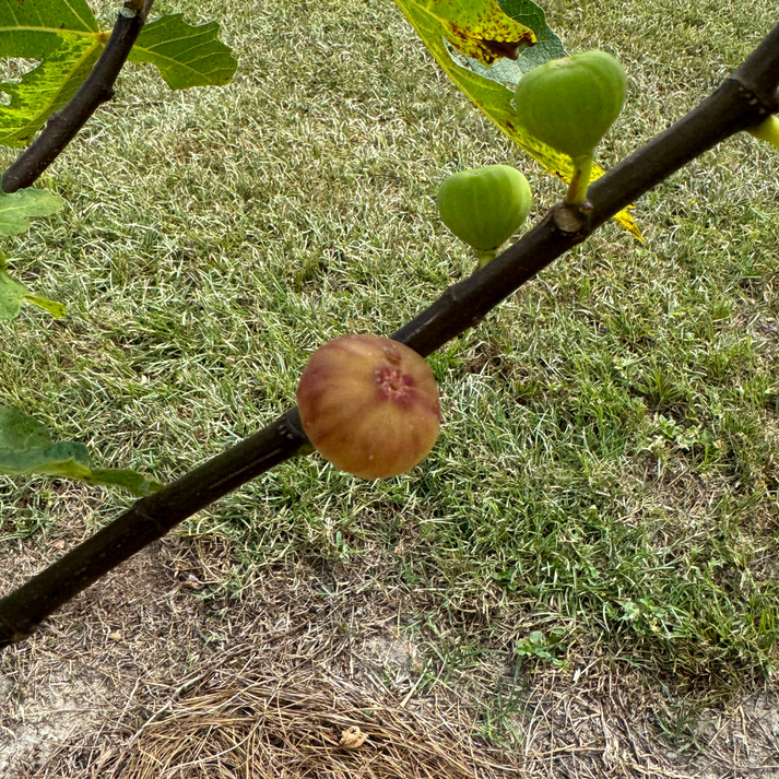 Hog Island Fig Tree | Native to Virginia Islands | Lazy Dog Farm