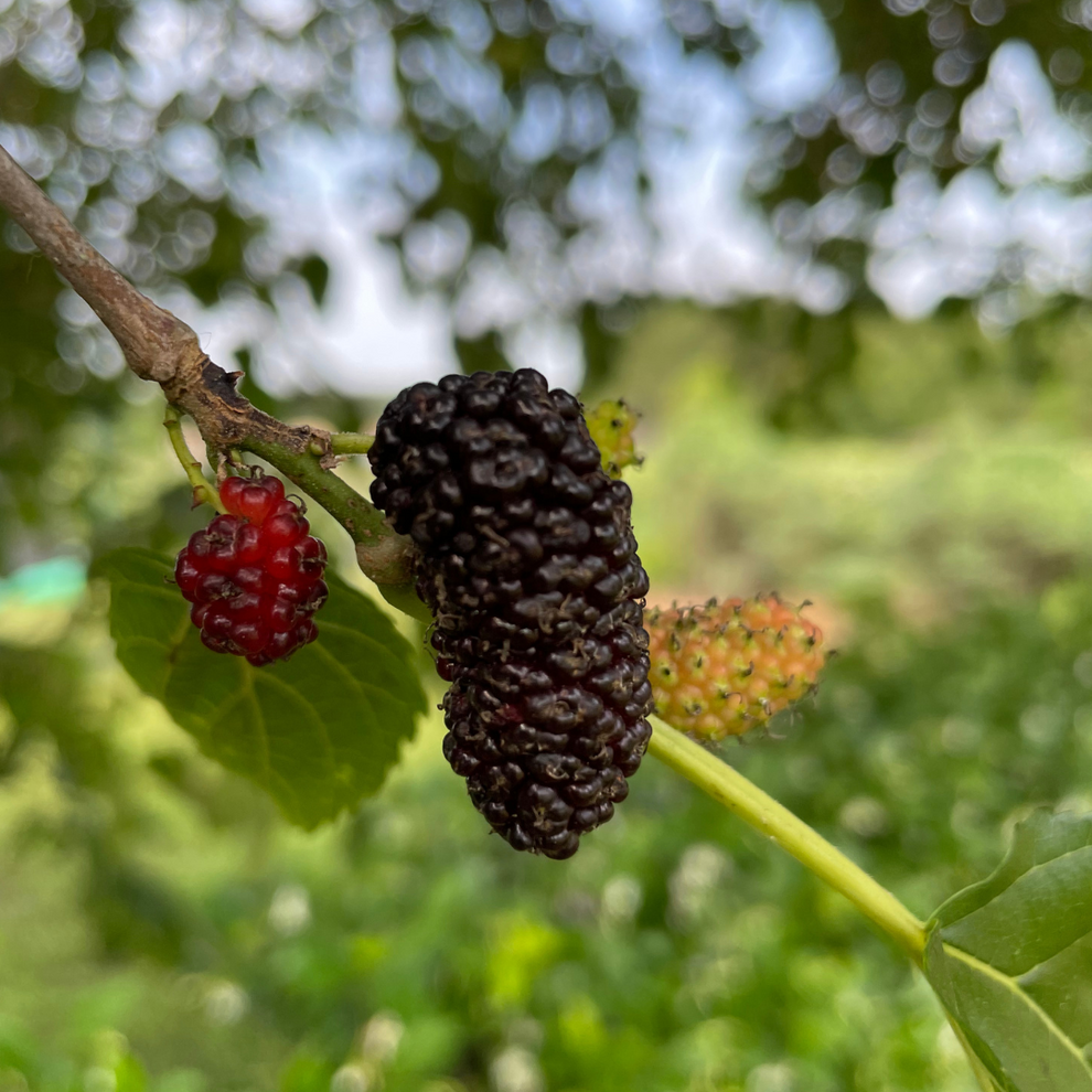 Homer Mulberry Tree | Hybrid Red Mulberry | Lazy Dog Farm