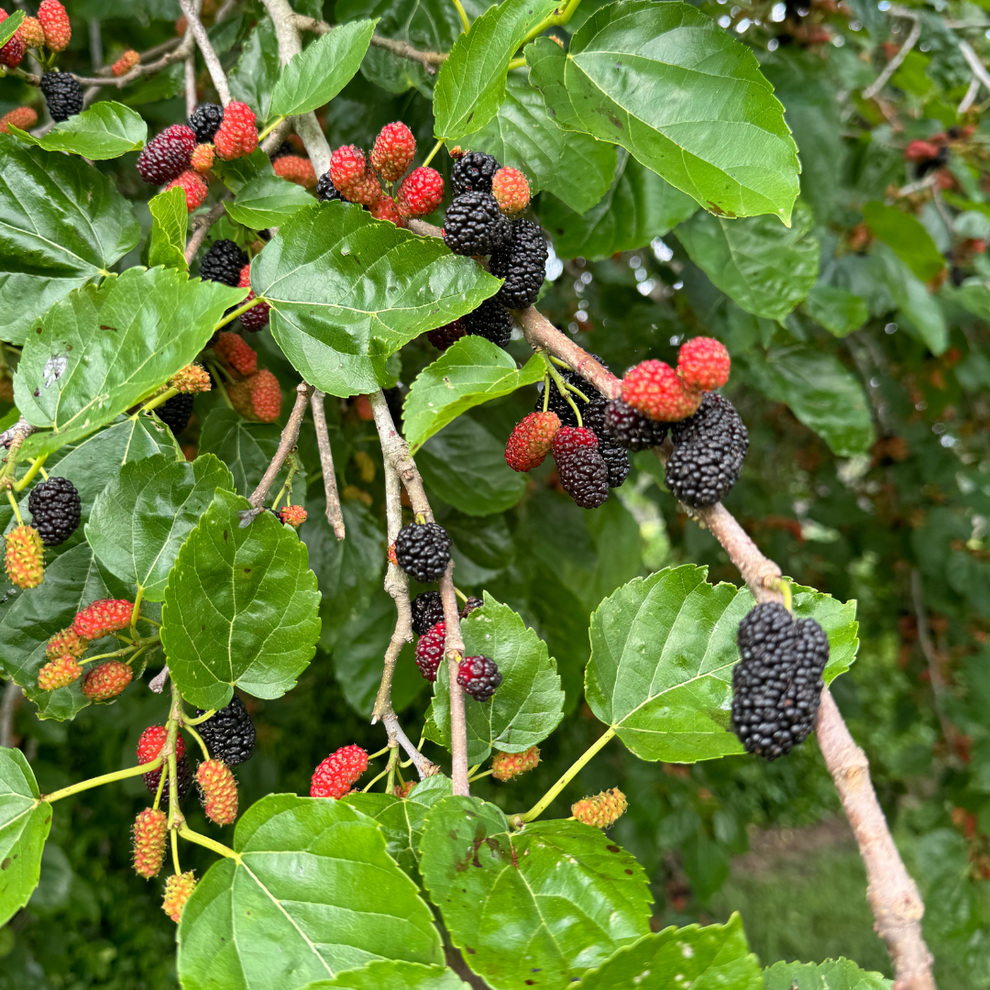 Homer Mulberry Tree | Hybrid Red Mulberry | Lazy Dog Farm