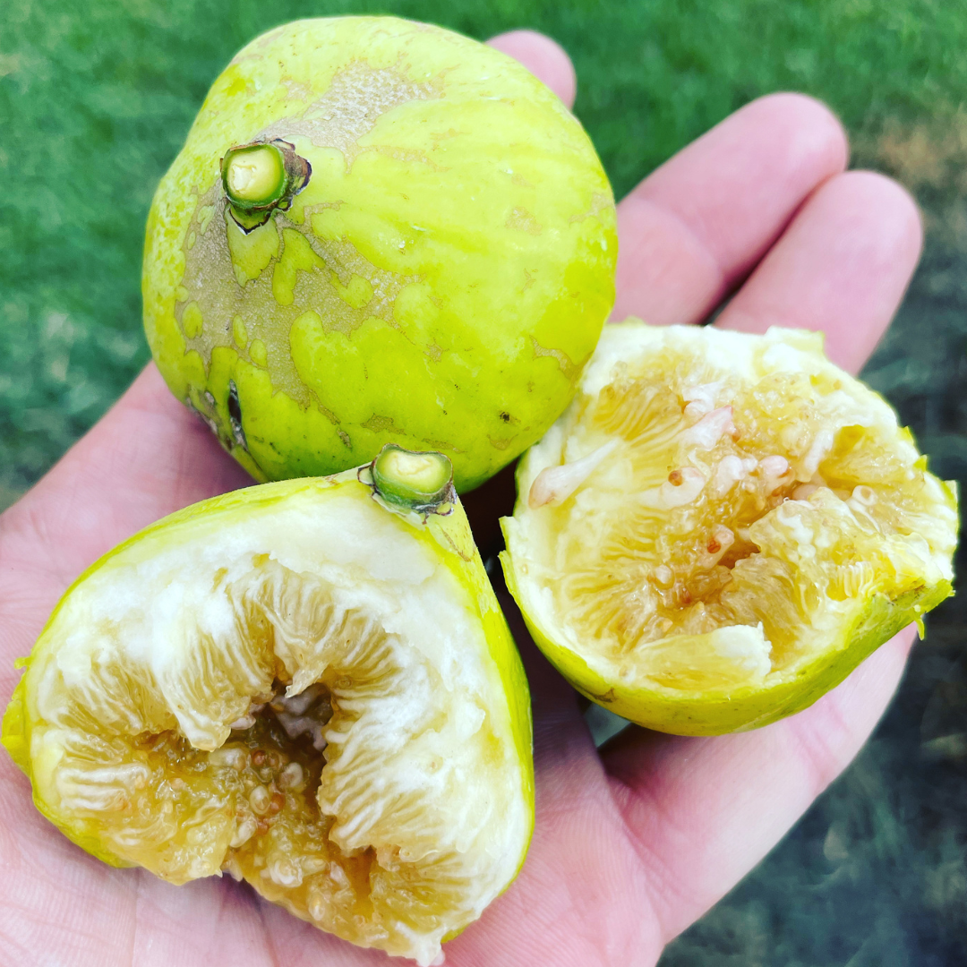 LAZY DOG FARM | FIG TREES FOR YOUR BACKYARD | CHOOSE FROM MANY FLAVORS ...