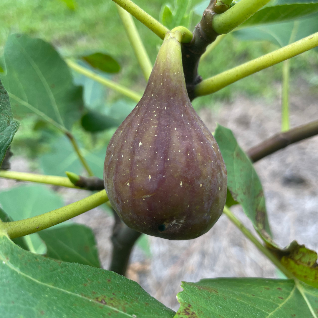 Improved Celeste Fig Tree | Great for Making Jelly! | Lazy Dog Farm