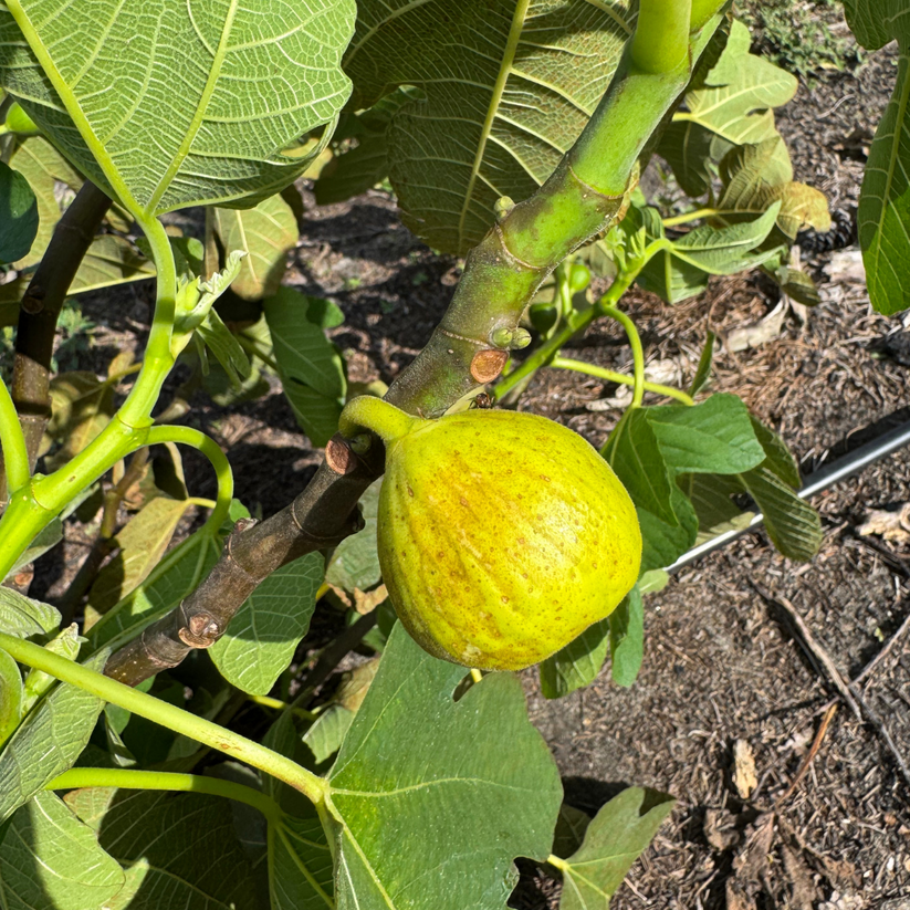 Iranian Candy Fig Tree | Rare Persian Honey-Berry Fig | Lazy Dog Farm