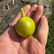 Iranian Candy Fig Tree | Rare Persian Honey-Berry Fig | Lazy Dog Farm