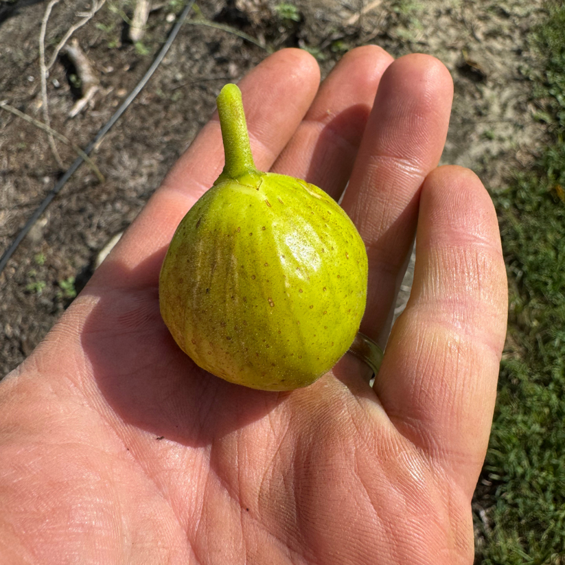 Iranian Candy Fig Tree | Rare Persian Honey-Berry Fig | Lazy Dog Farm