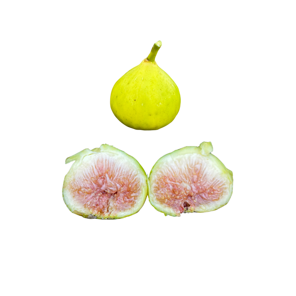 Ischia Fig Tree | Large Italian Honey-Berry Figs | Lazy Dog Farm