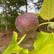 Italian 258 Fig Tree | Sweet & Complex Berry Flavors | Lazy Dog Farm