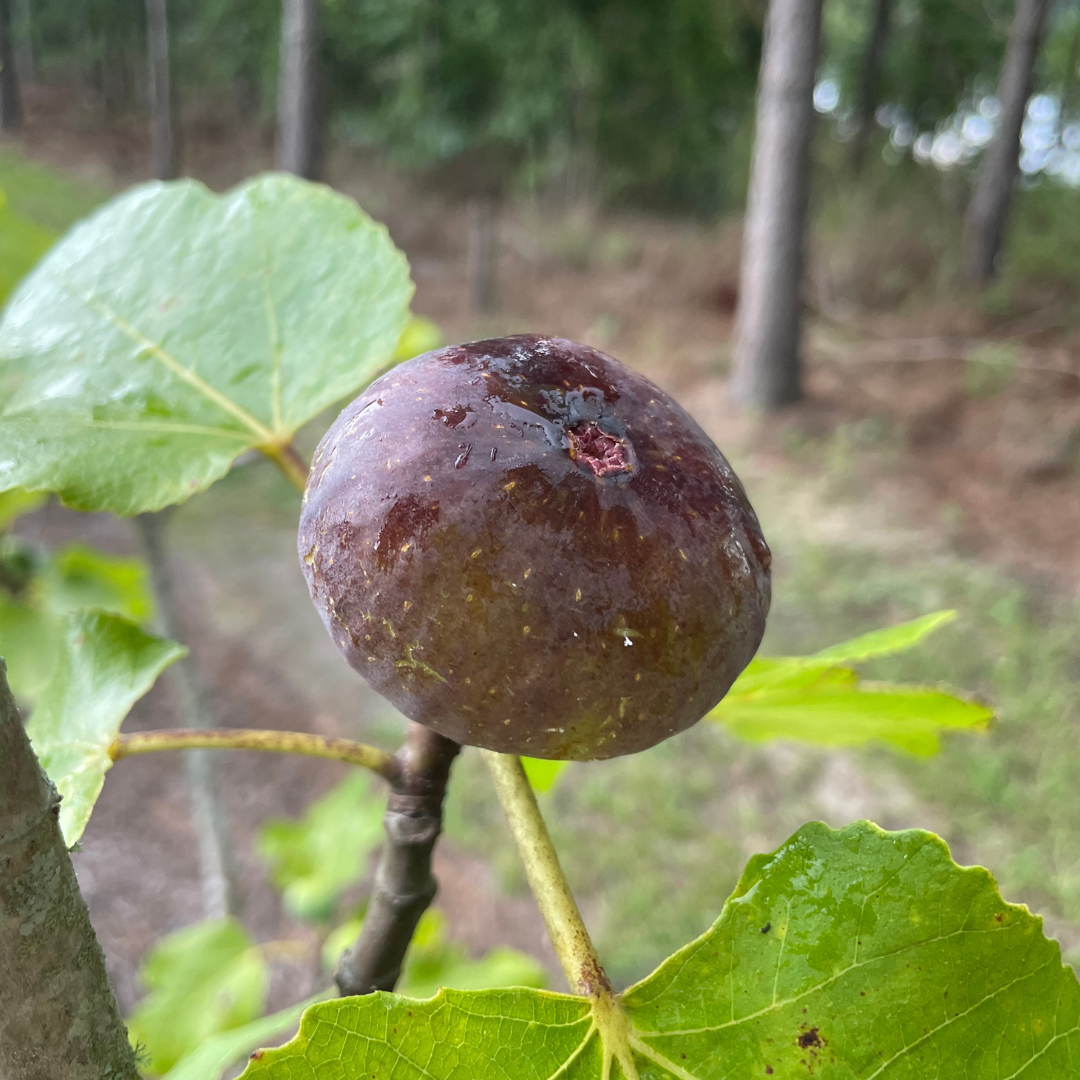 Italian 258 Fig Tree | Sweet & Complex Berry Flavors | Lazy Dog Farm