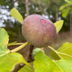 Italian 258 Fig Tree | Sweet & Complex Berry Flavors | Lazy Dog Farm