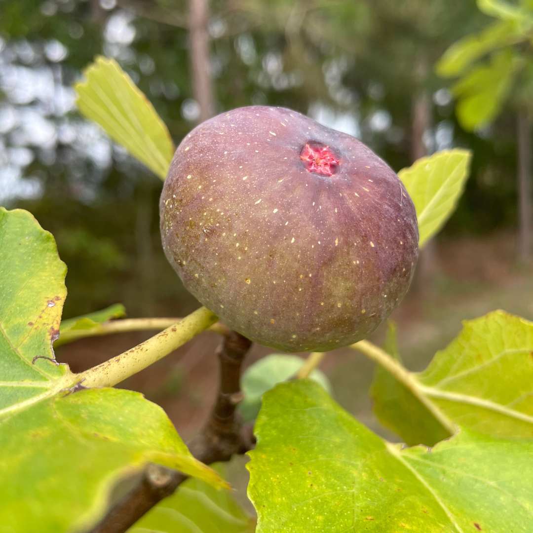 Italian 258 Fig Tree | Sweet & Complex Berry Flavors | Lazy Dog Farm