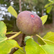 Italian 258 Fig Tree | Sweet & Complex Berry Flavors | Lazy Dog Farm