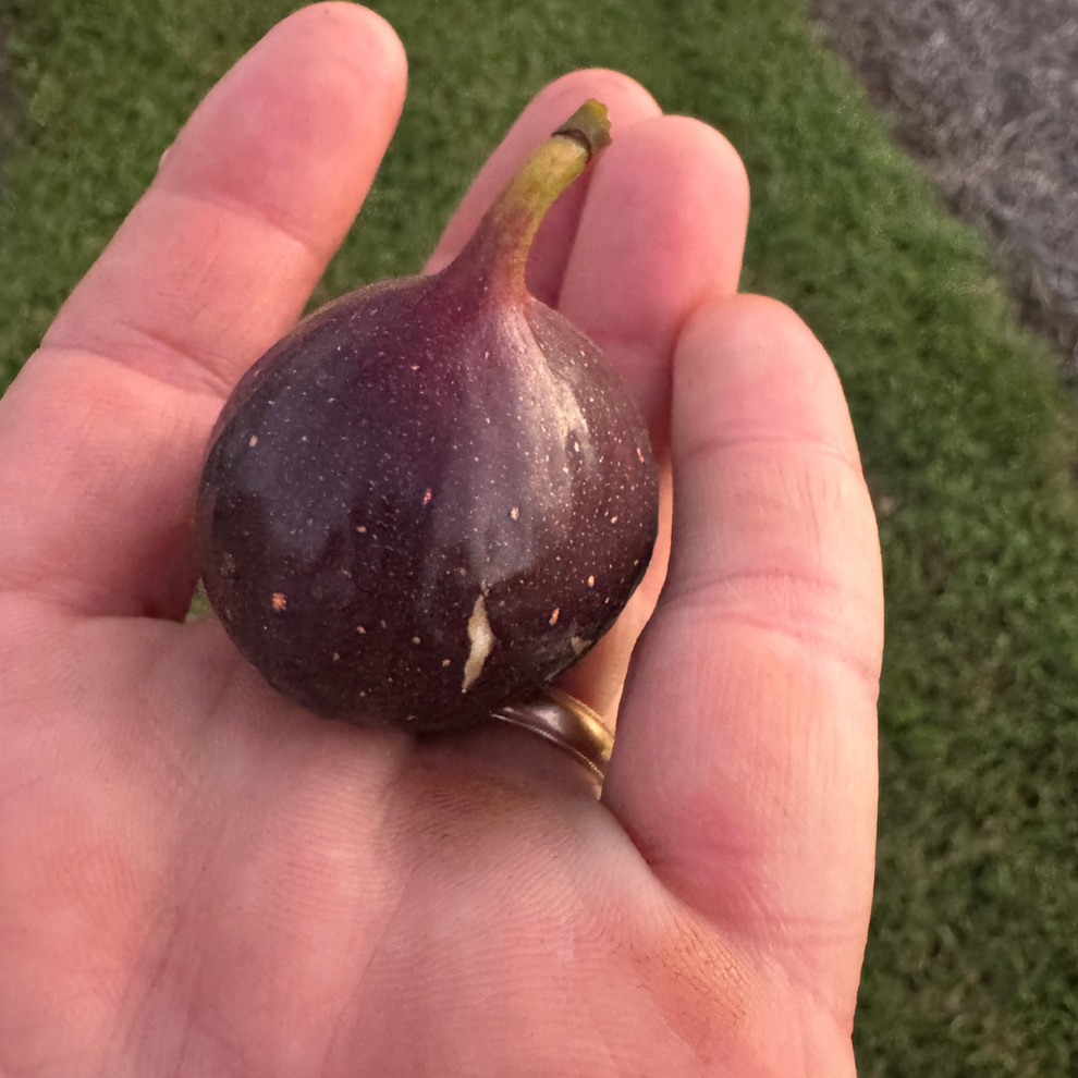 Italian Everbearing Fig Tree | Prolific Fig Variety | Lazy Dog Farm