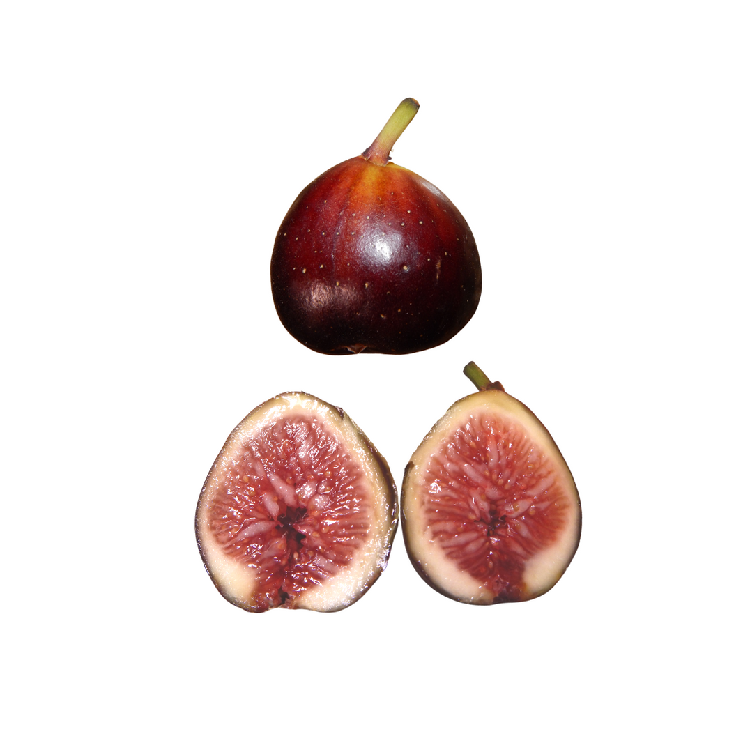 FIG TREES | A WIDE VARIETY OF FLAVOR PROFILES & SIZES | LAZY DOG FARM ...