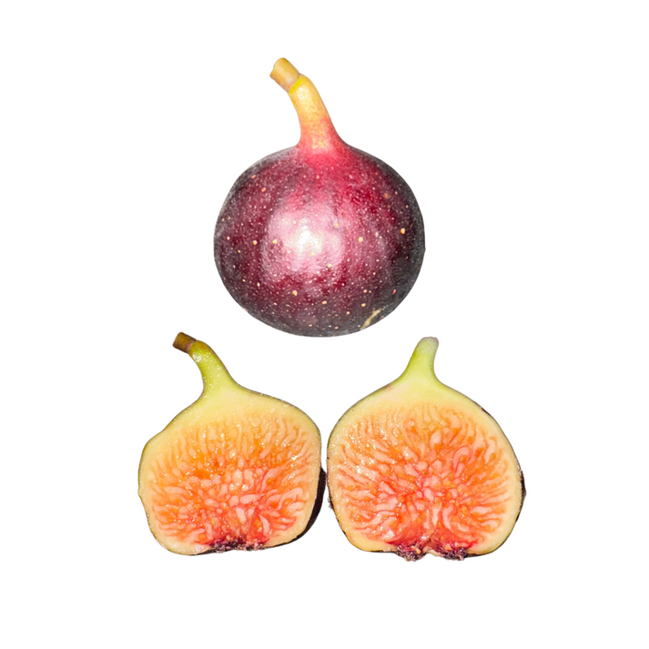 Italian Everbearing Fig Tree | Prolific Fig Variety | Lazy Dog Farm